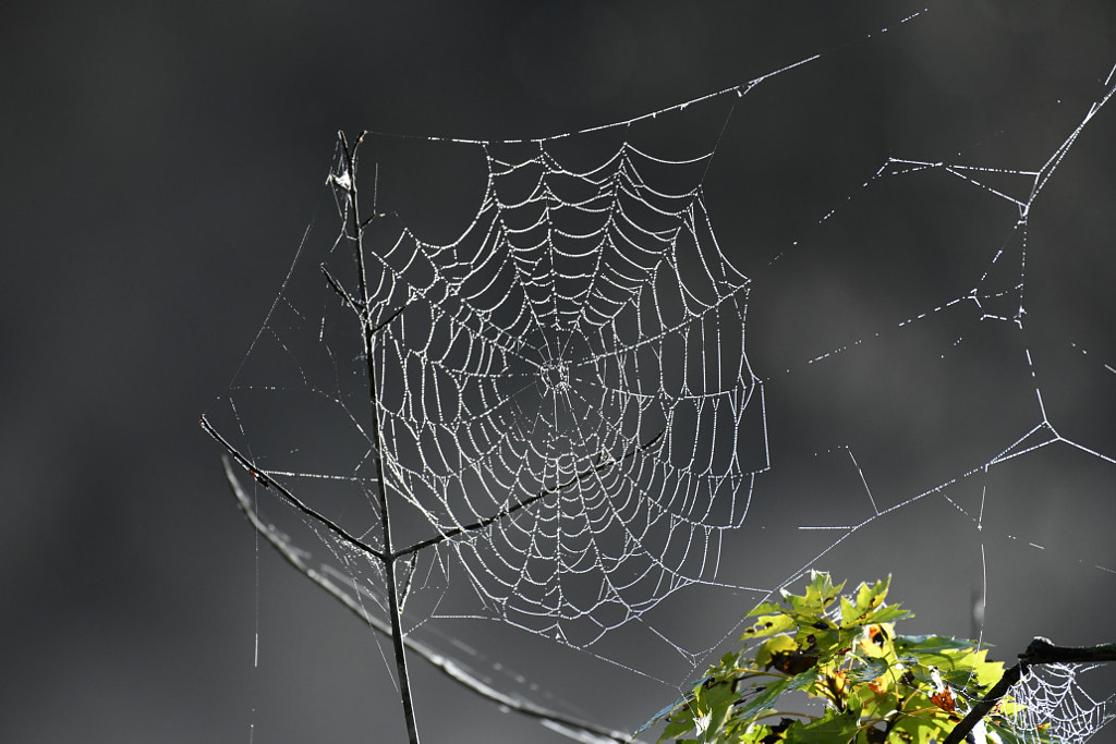 Spider webbing by Matthew Garten / 500px