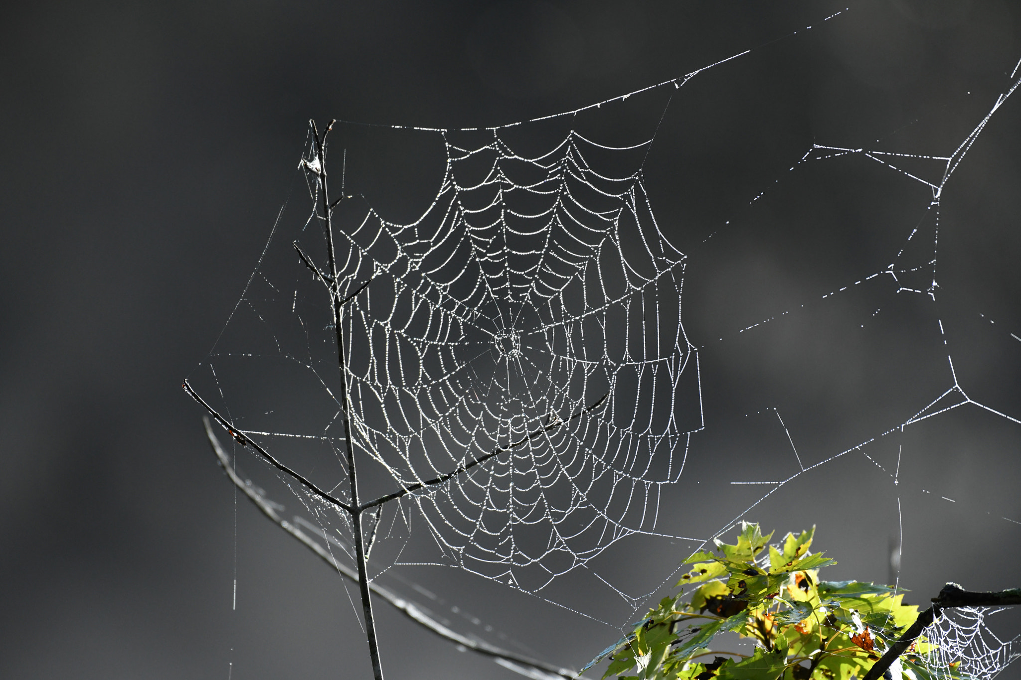 Spider webbing by Matthew Garten / 500px
