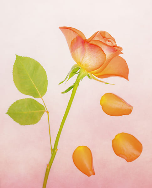 Posey Rosey by Roy McPeak | 500px