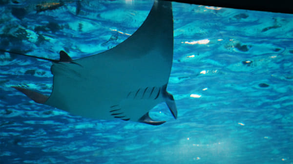 Manta ray at Oceanário de Lisboa by Filip Merveillie | 500px