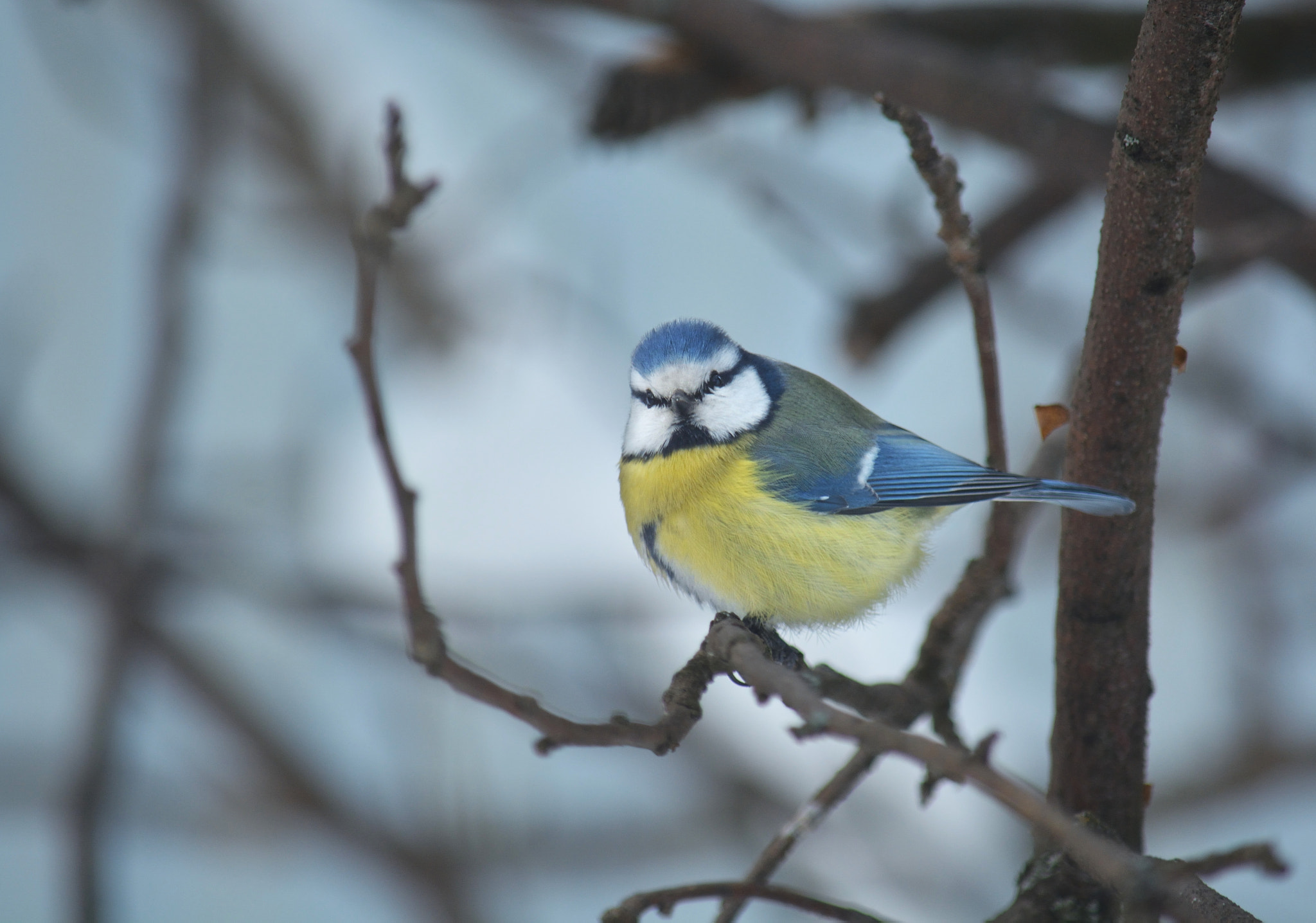 Blue tits by Konstantin Danilov / 500px