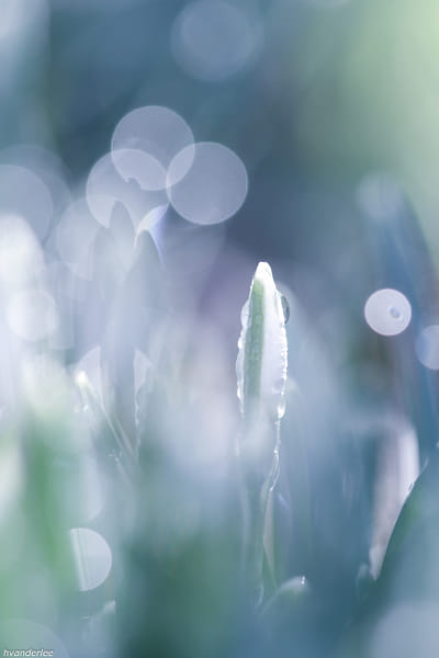 Soft Focus Snowdrop Flowers with Bokeh | nature photo by Hilda van der ...