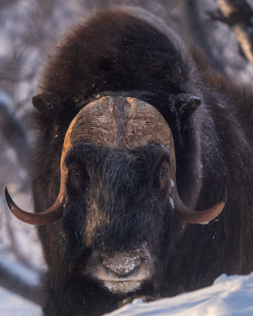 "Portrait of a musk ox" by Klaus Axelsen / 500px