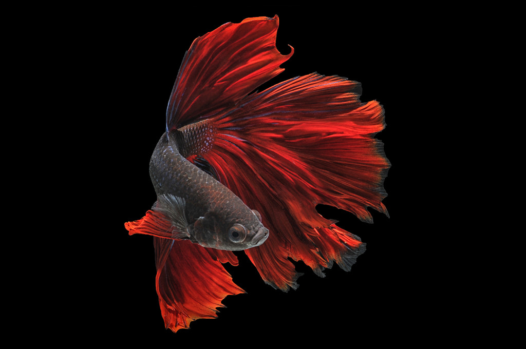 Betta Fish Red Color by Muntazeri Abdi / 500px