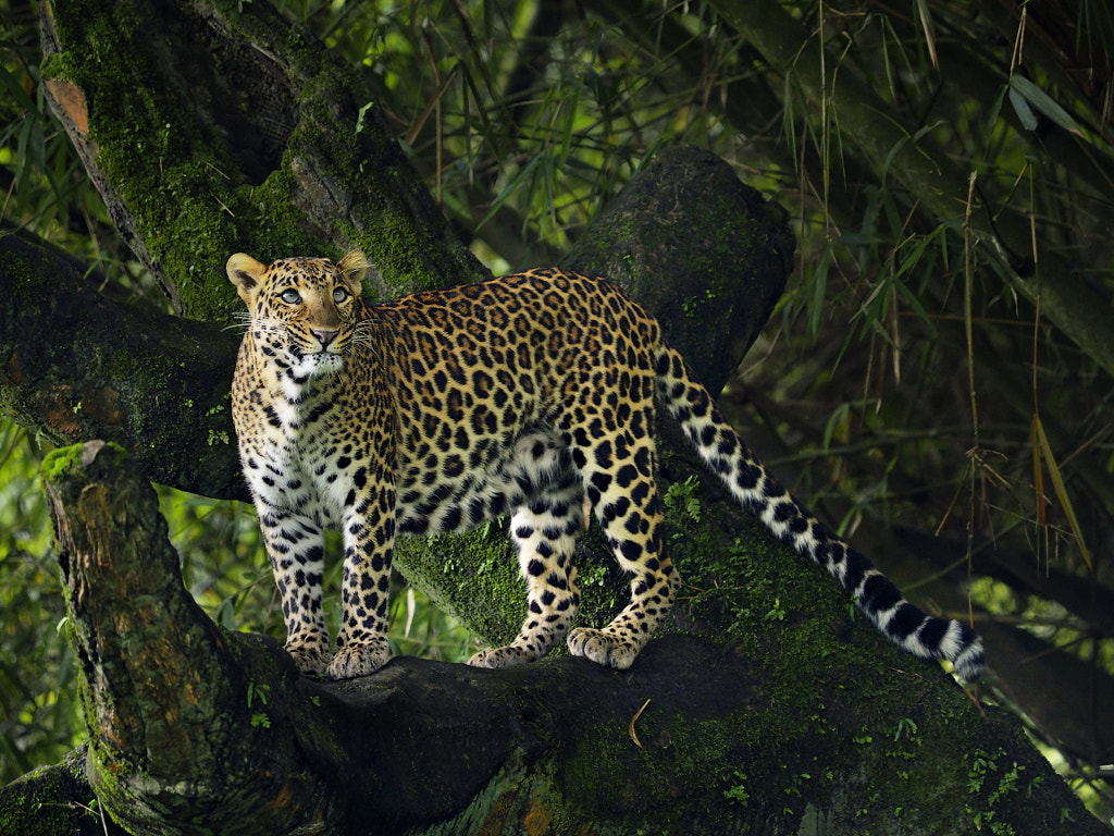 Irawan Subingar (Irawan-Subingar) Photos / 500px