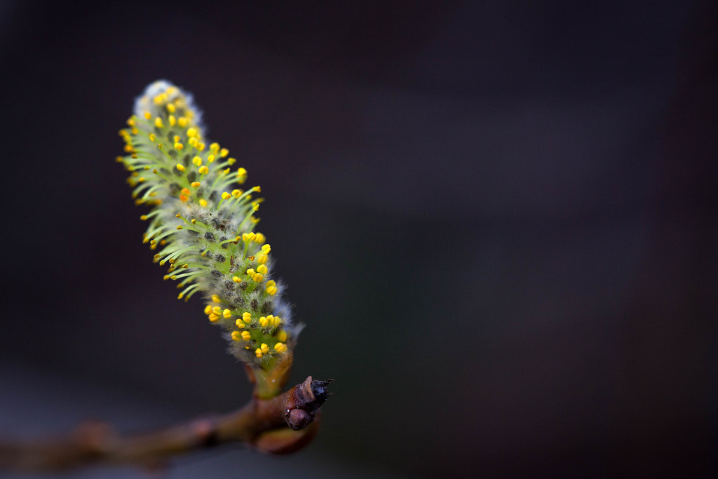 Spring by Daniel Czerwinski / 500px