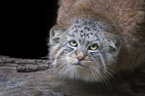 Close Up Portrait of a Pallas Cat | nature photo by Jindřich Pavelka ...