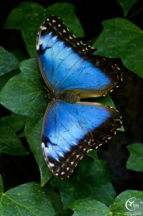 Giant Blue Morpho 1 by Cyn Vargas Nature Photo / 500px