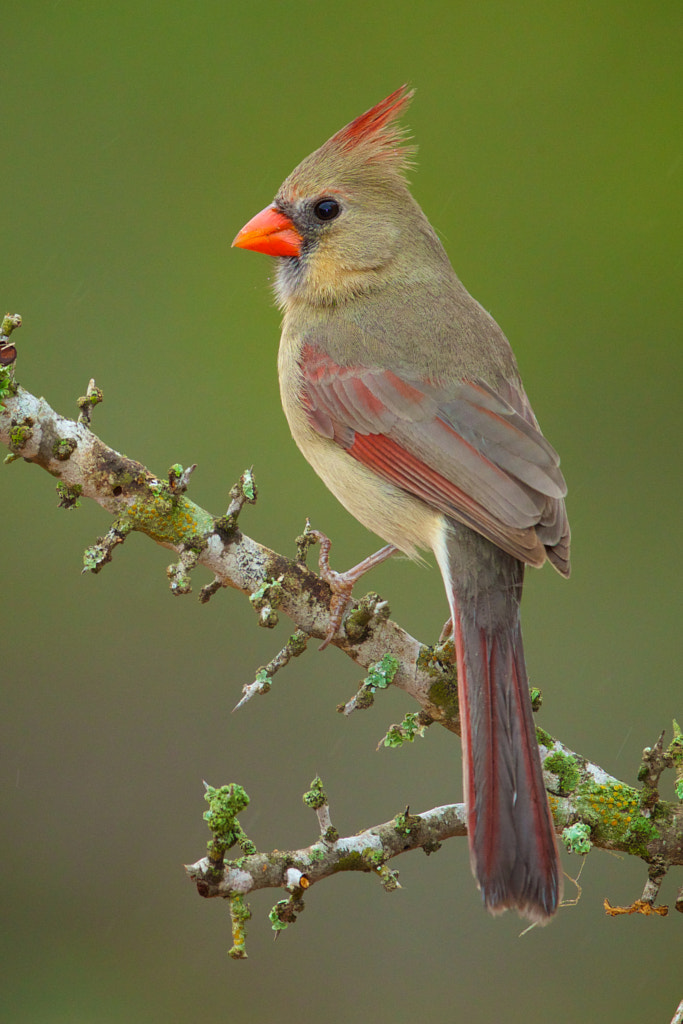 Female Cardinal by Brian Didrikson / 500px