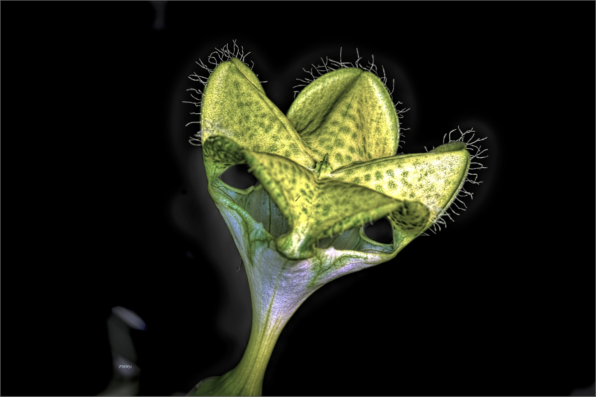 Abstract Green Succulent Plant | nature photo by Frank-Michael Werner ...