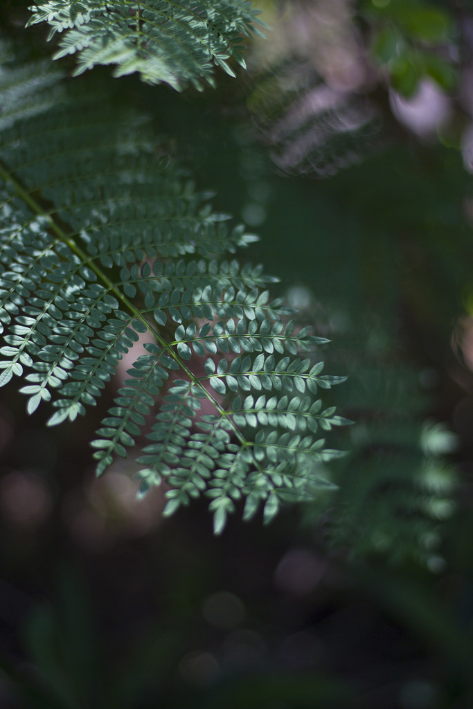 Lush Green Fern Leaves in Soft Focus | nature photo by Zayoo Cruz | 500px