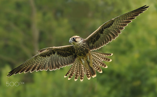 Peregrine falcon by Ronald Coulter / 500px