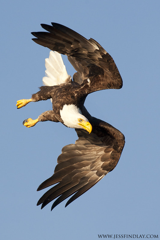 Bald Eagle Dive by Jess Findlay / 500px