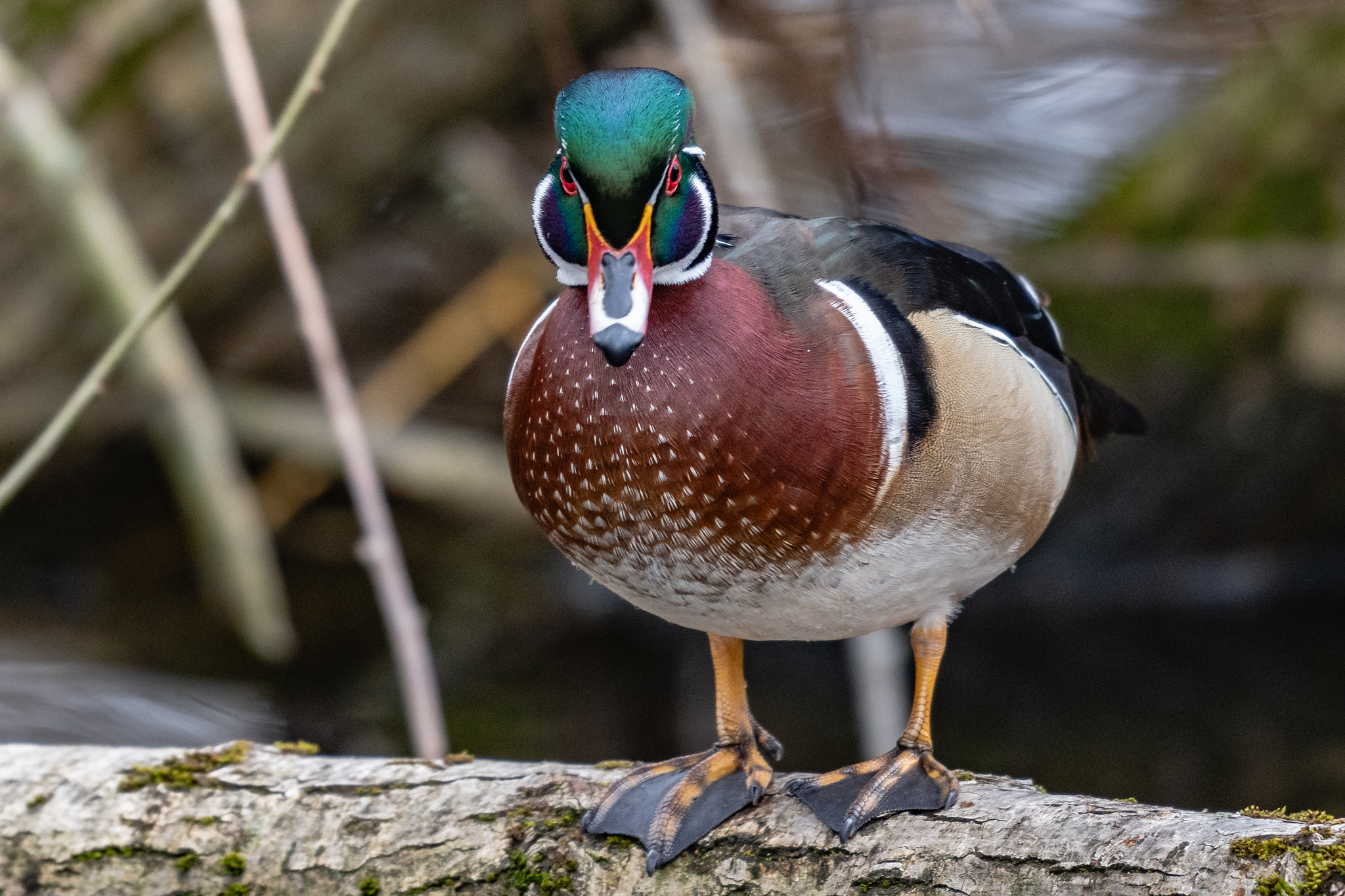 Colourful Wood Duck by Keith Sutherland | 500px