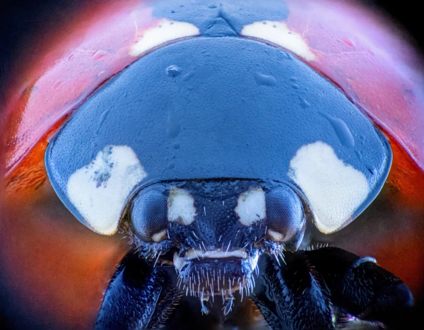 Extreme Close-Up of a Ladybug's Head with Water Droplets | nature photo ...