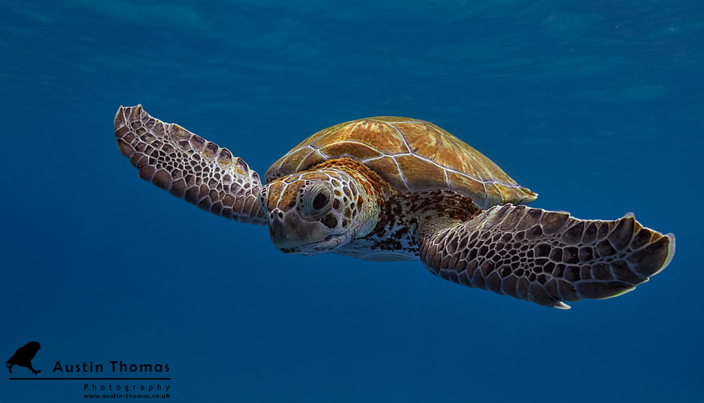 Sea Turtle by Austin Thomas / 500px