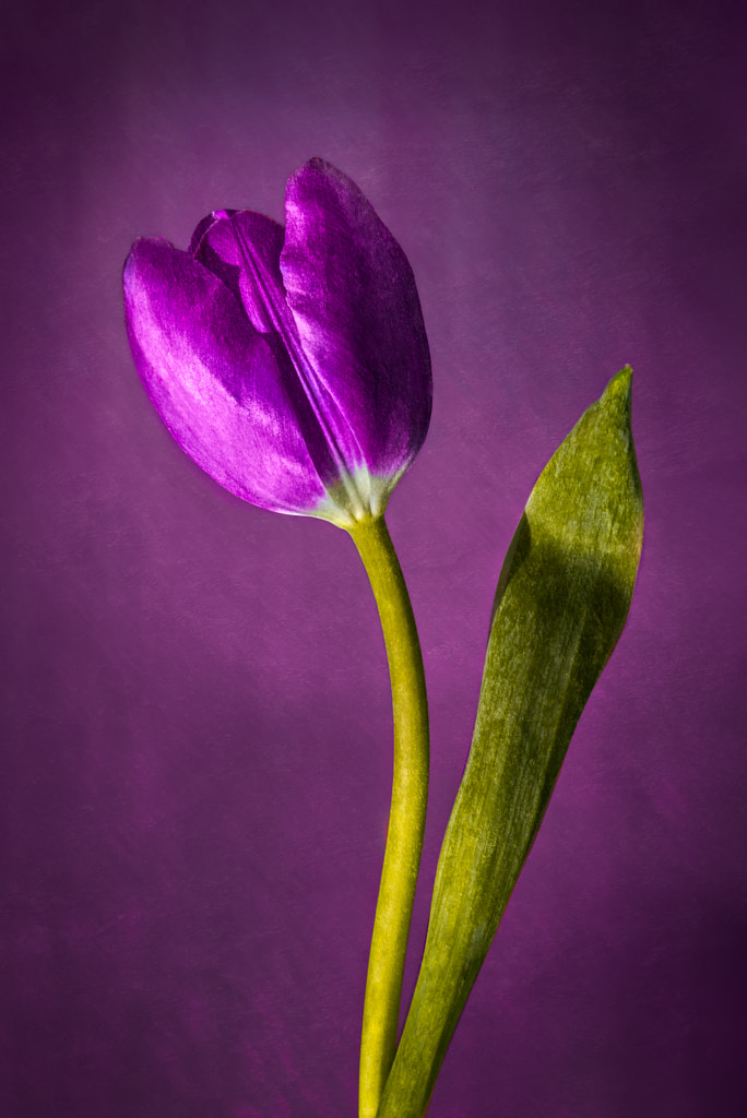 Three Pink Calla Lilies by Philip Opdebeeck | 500px
