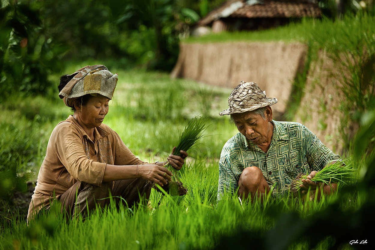 The Rice Seedlings by I Gede Lila Kantiana / 500px