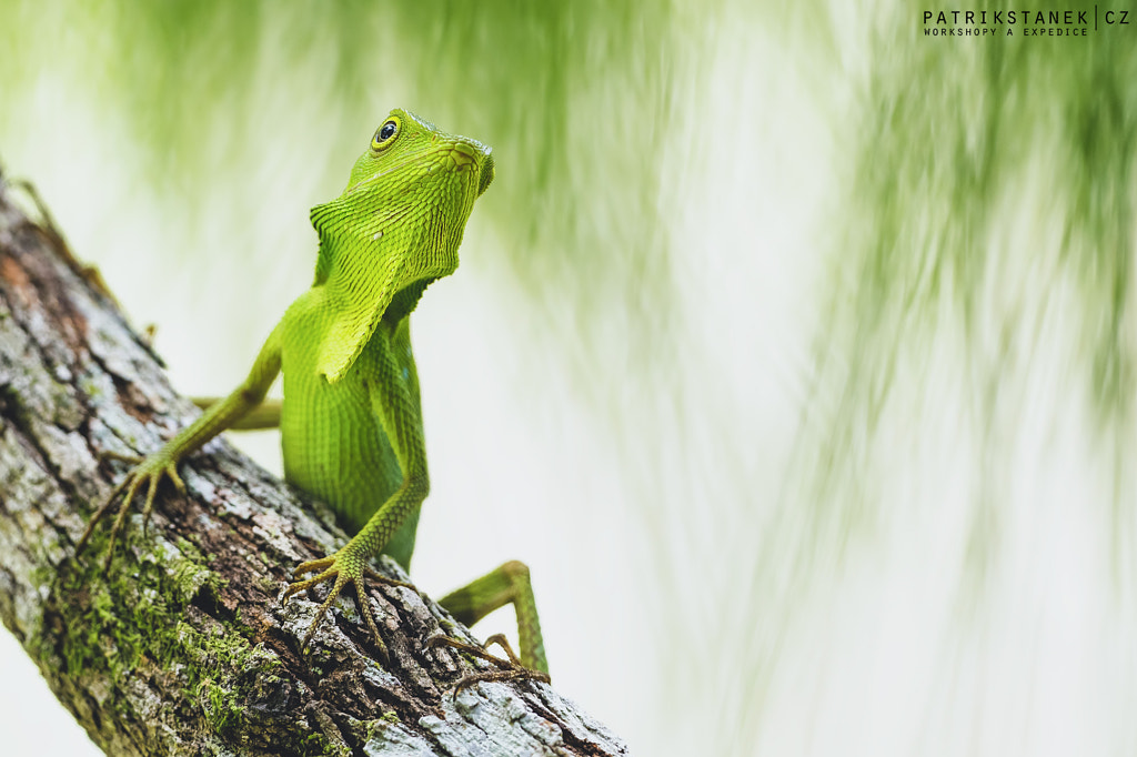 Green crested lizard, Borneo, Malaysia by Patrik Staněk / 500px