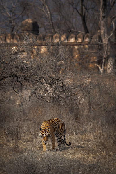 Arrowhead, the queen by Ashutosh Shinde | 500px