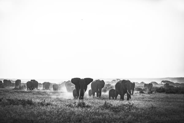 Elephant herd by Ashutosh Shinde | 500px