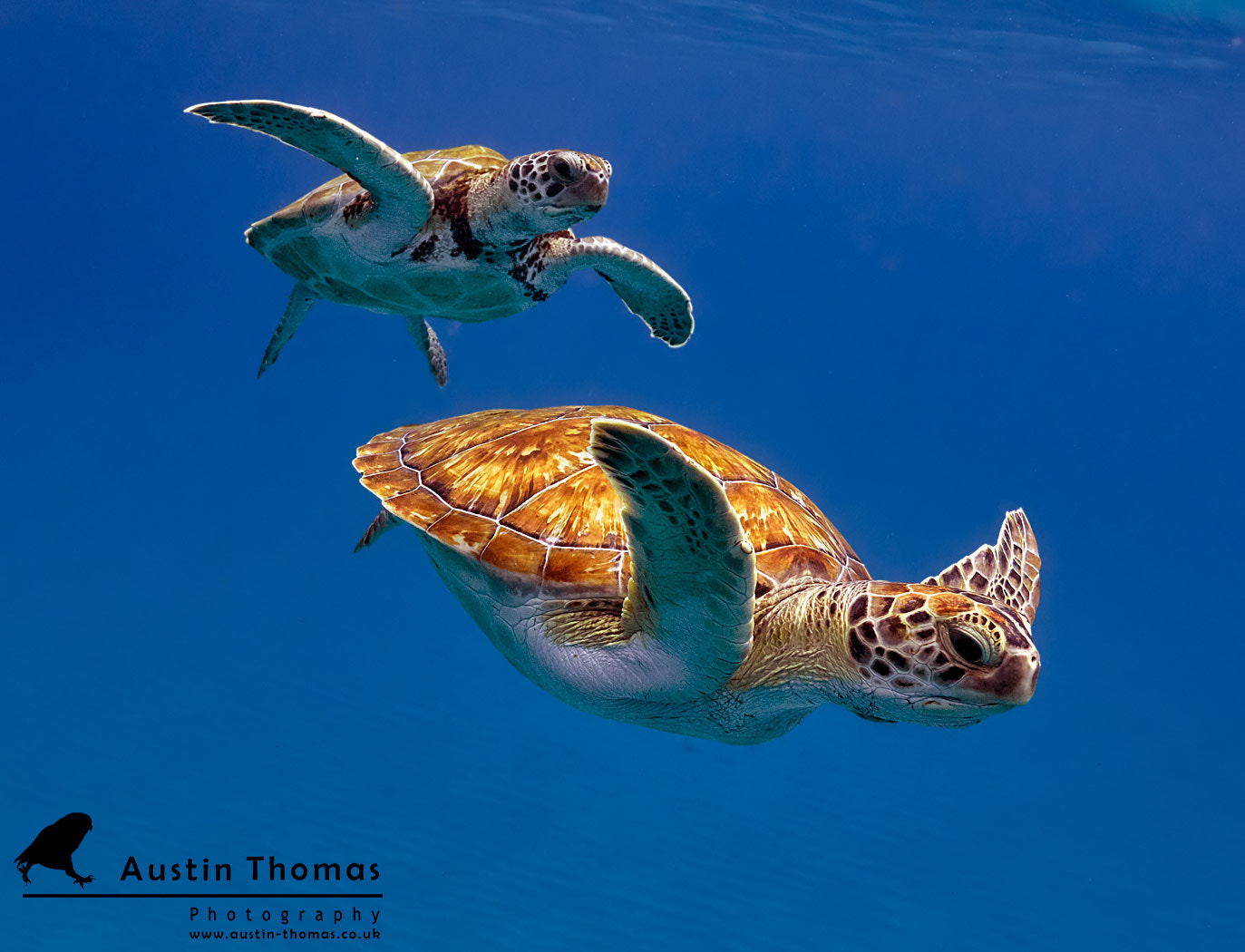 Two Sea Turtles by Austin Thomas / 500px