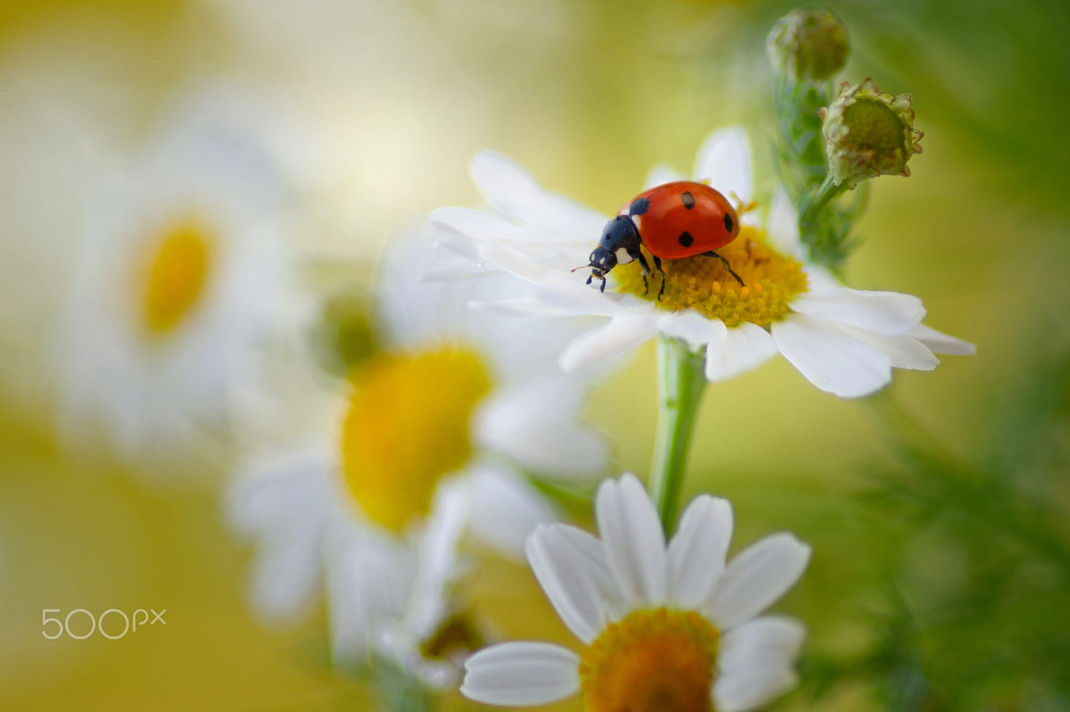 ladybug by Tanya Markova - Nya / 500px