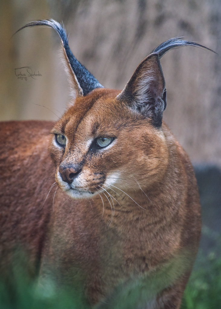The caracal (Caracal caracal) by Tomáš Svoboda | 500px