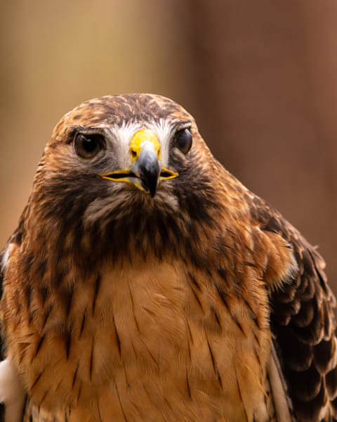 Red Tailed Hawk Staring Directly Ahead | nature photo by Clarke Cochran ...