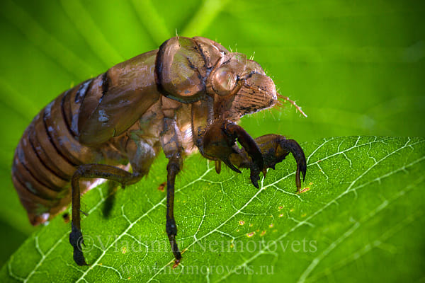 The cicada's exuvia (Lyristes plebejus) by Vladimir Neimorovets | 500px