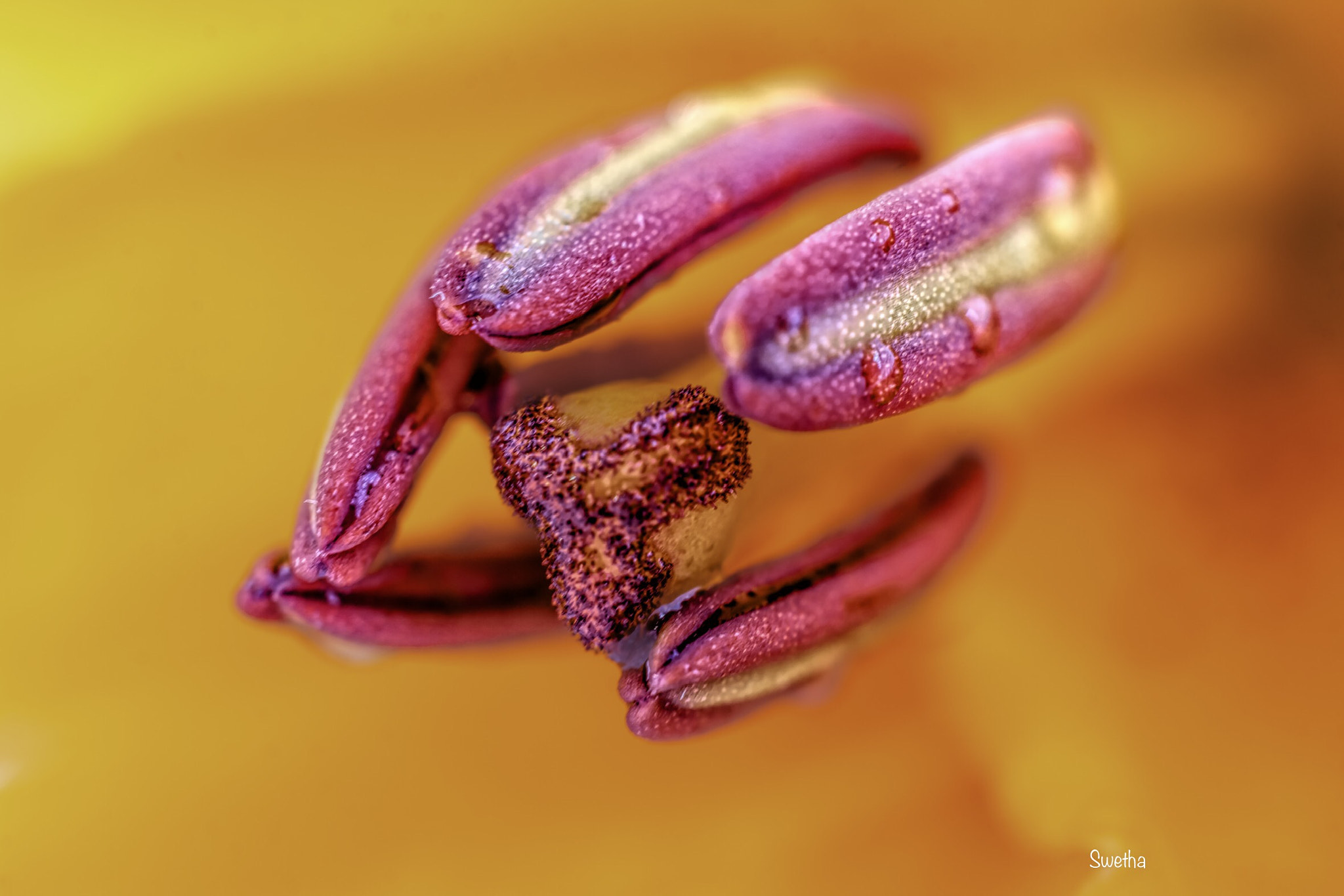 Macro View of Flower Stamens | nature photo by Swetha Gopal | 500px