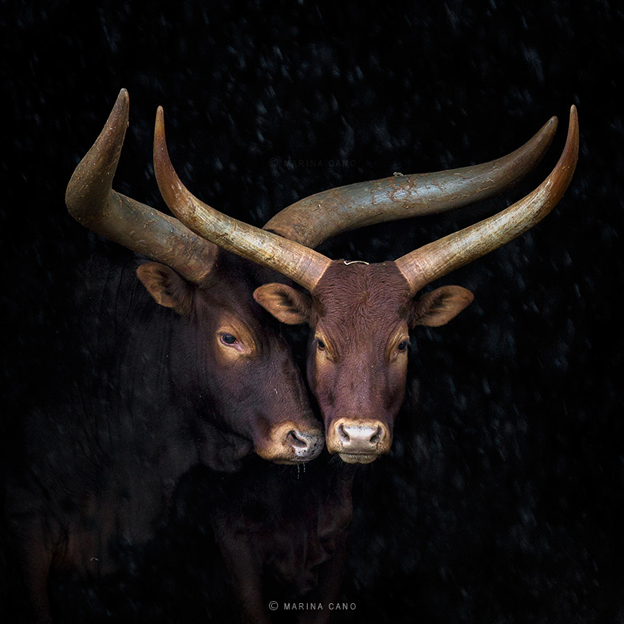 Intimacy by Marina Cano / 500px