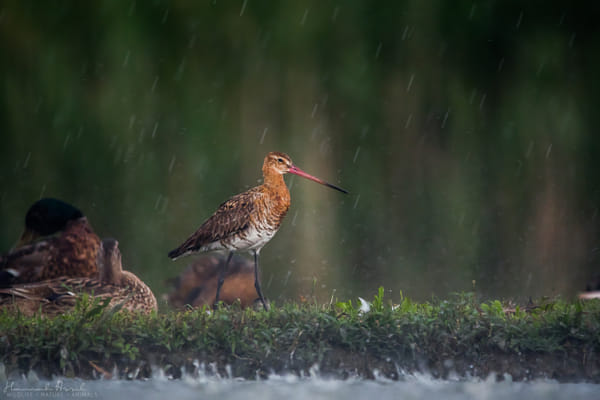 Godwit Bird Standing in Rain with Ducks | nature photo by Hannah Assil ...