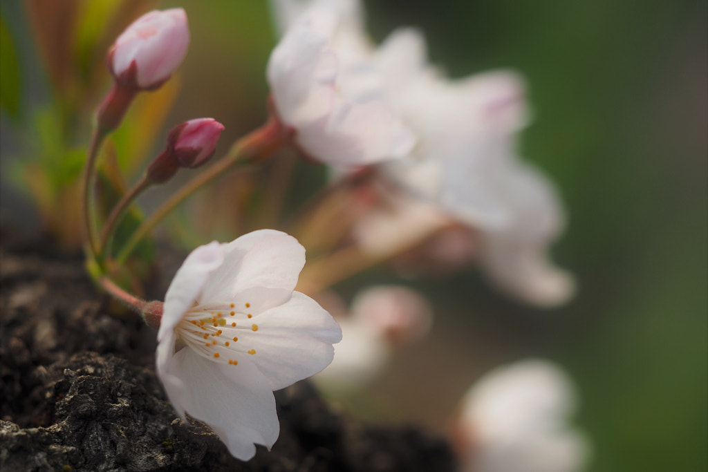sakura by shoji uno / 500px