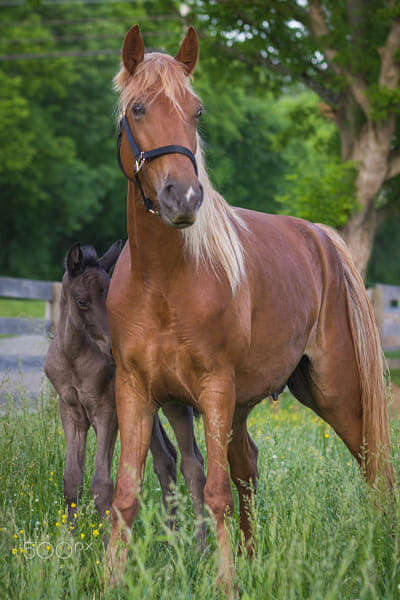 Shy filly standing next to her dam by Chris Hopper | 500px