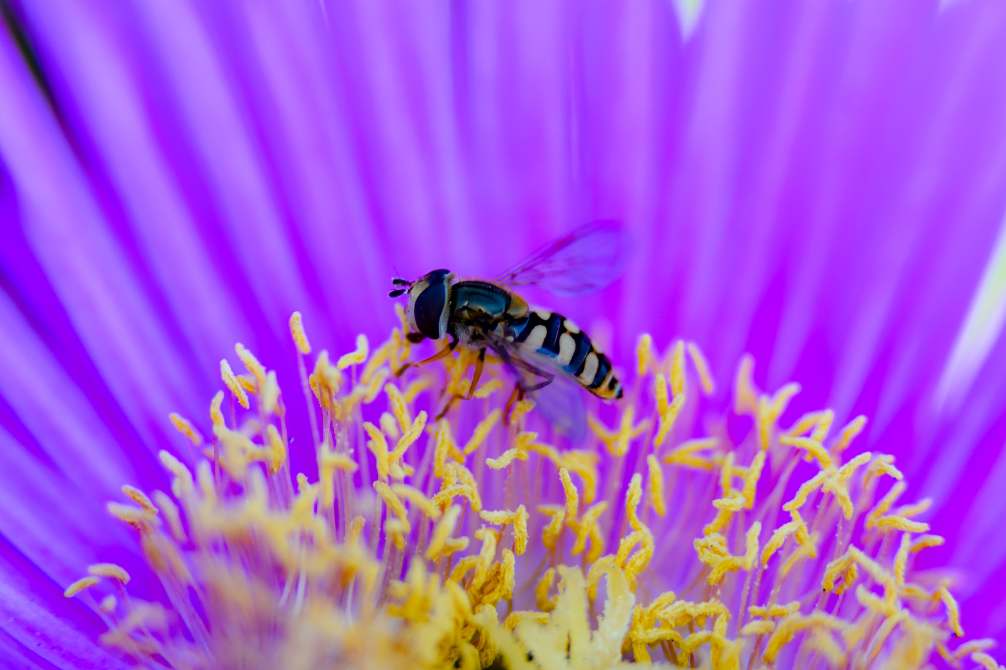 Insects curated by Steven DeLuca / 500px