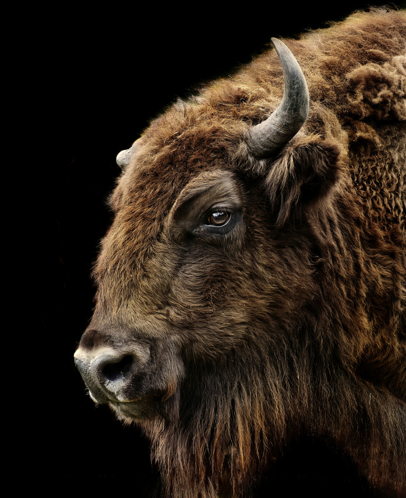 European bison by Anna Valova / 500px
