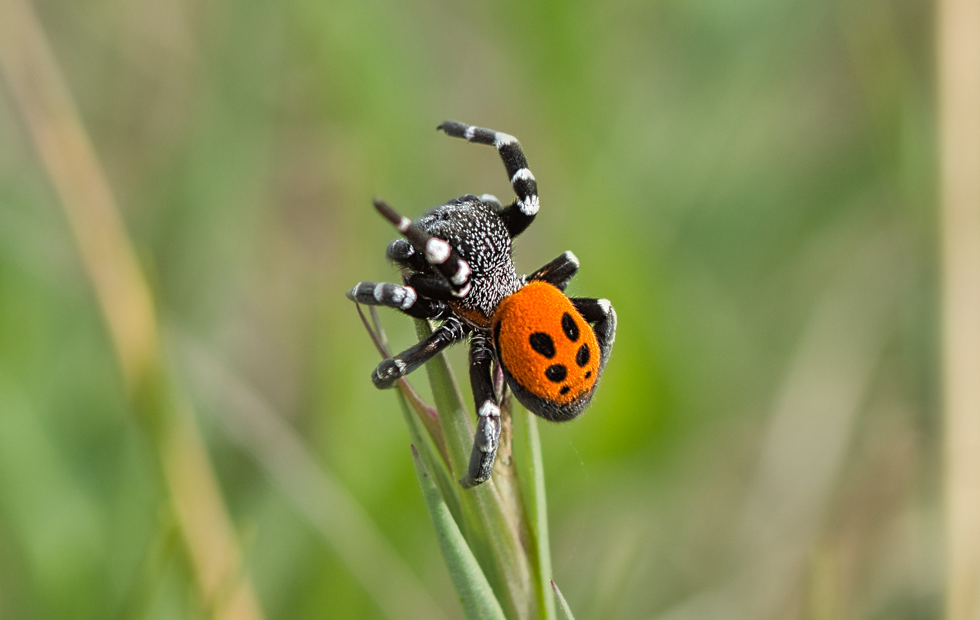 Eresus sandaliatus - red velvet spider - ladybird by Steffen Schmidt ...