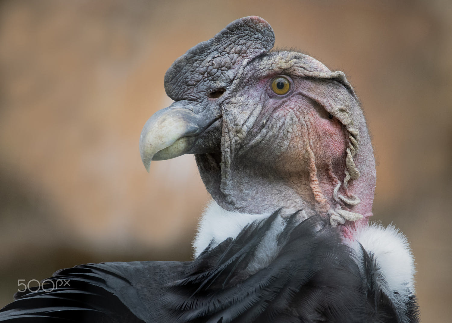 Andean Condor by Richard Goluch / 500px