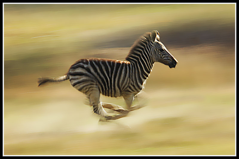 zebra running by 33333 - Photo 3065050 / 500px