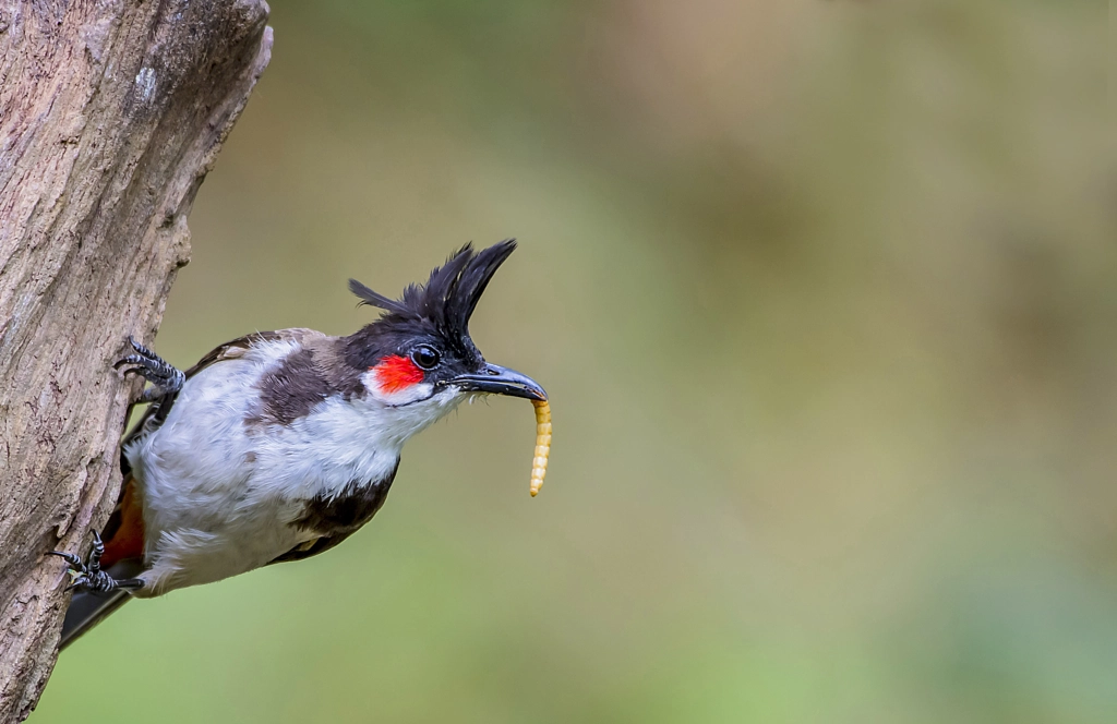 Red-whiskered Bulbul by Afzal Karim / 500px