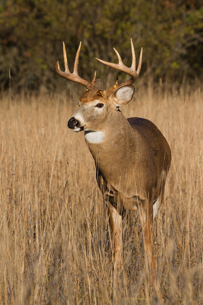 Whitetail Deer - 10 point buck by Daniel Cadieux / 500px