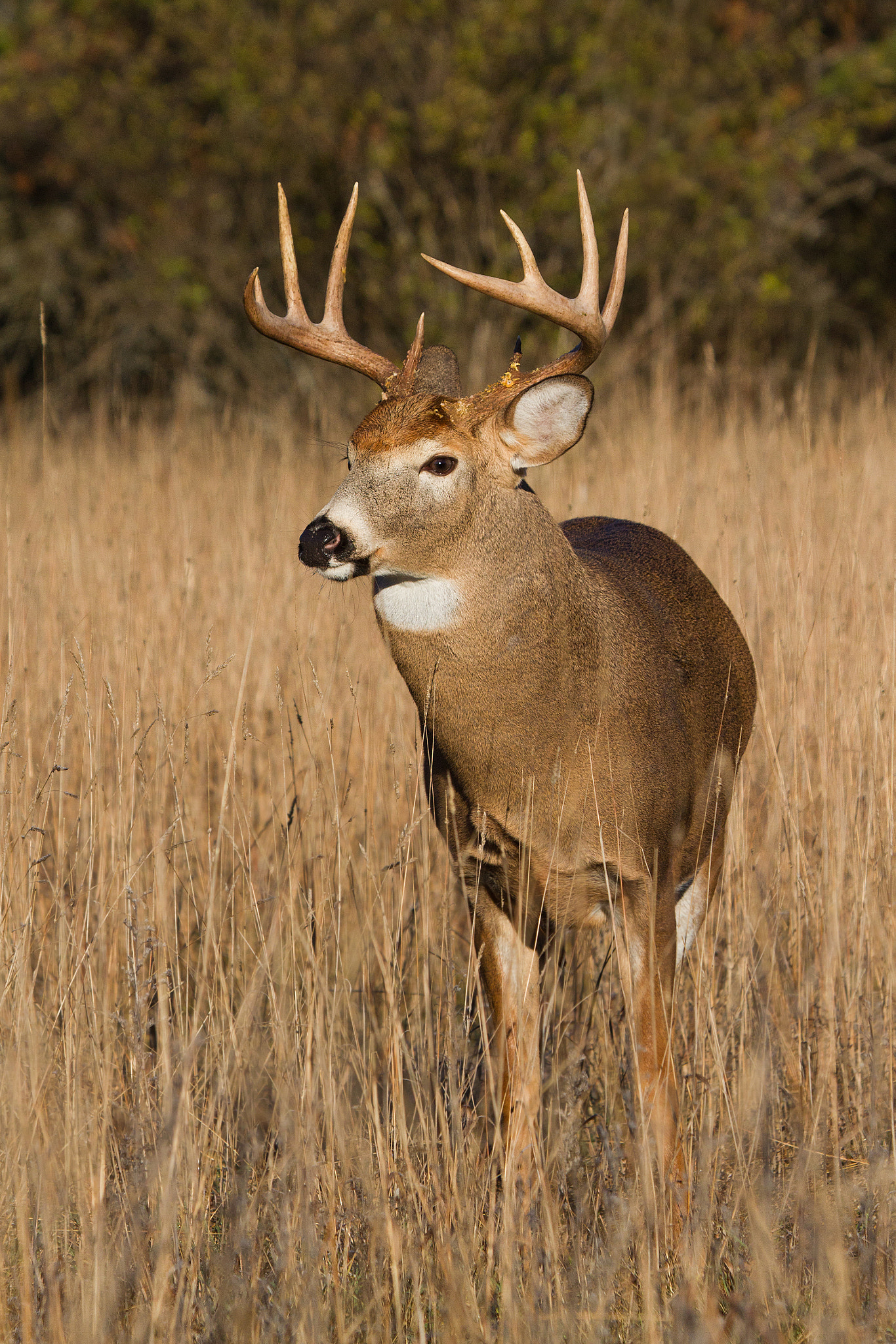 Whitetail Deer - 10 point buck by Daniel Cadieux - Photo 3068705 / 500px