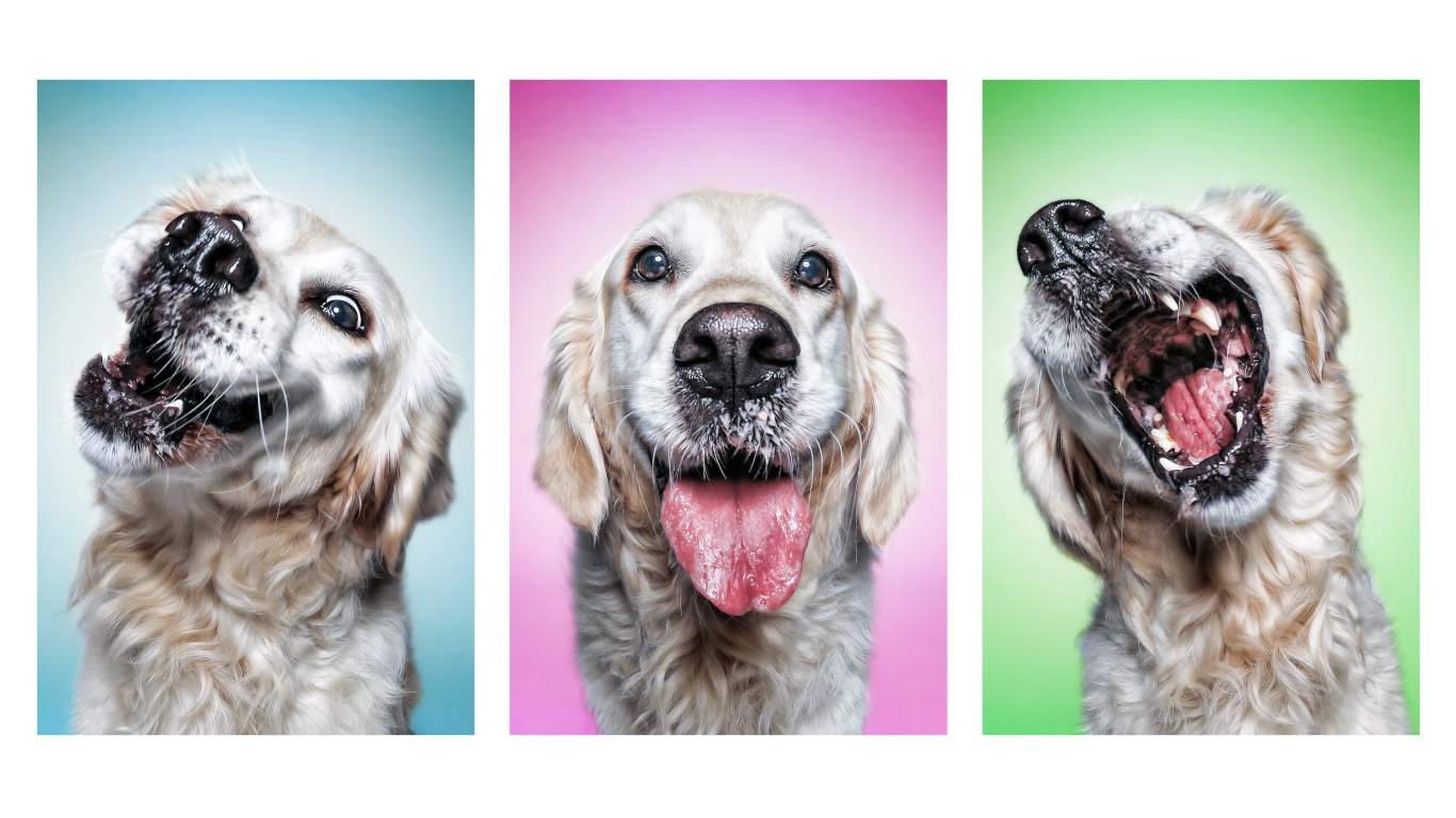 Funny (Dog) Faces curated by Manuela Kulpa / 500px