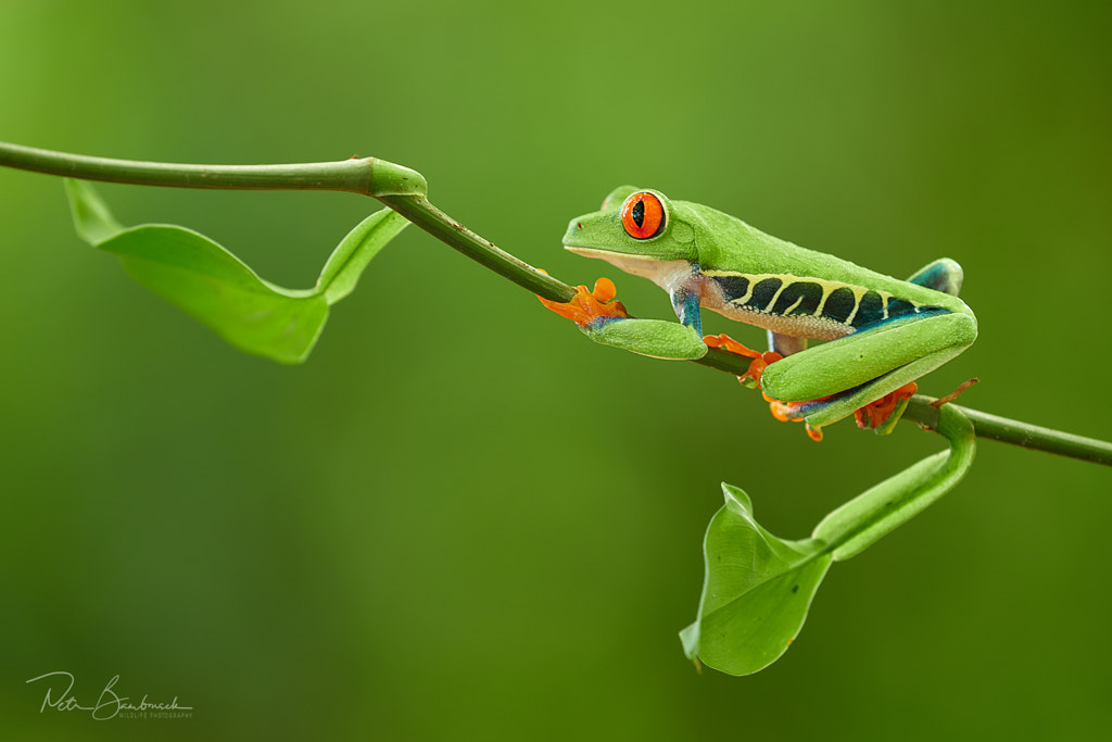 Red-eyed Tree-frog | Costa Rica by Petr Bambousek / 500px