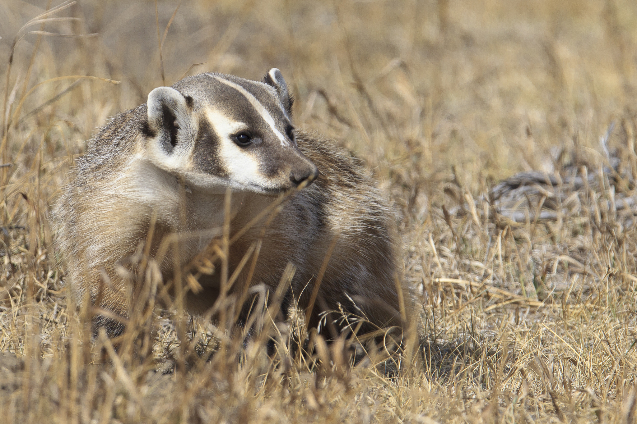 Badger alert by Jacques-Andre Dupont / 500px