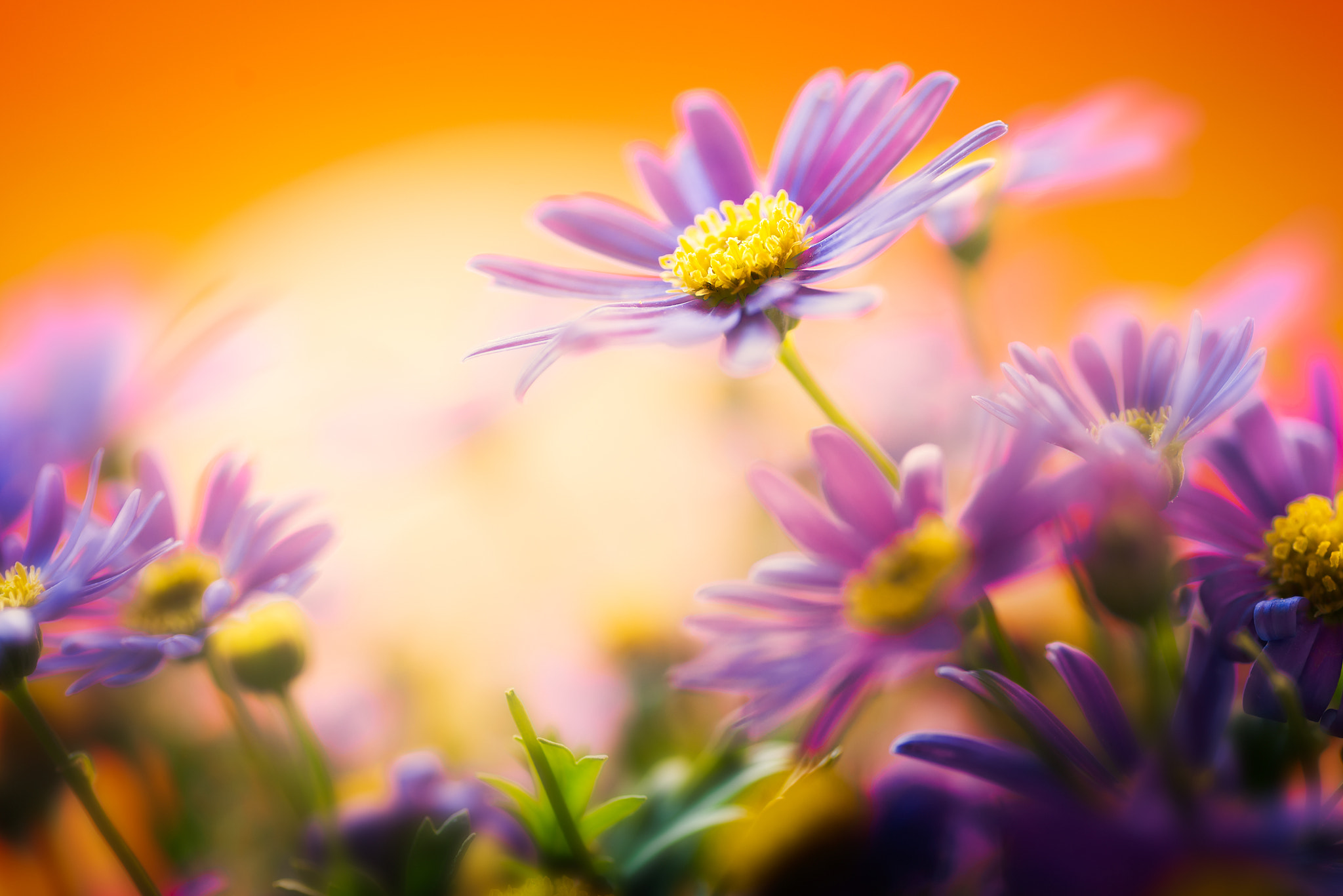 Soft Focus Purple Flowers with Bokeh Background | nature photo by ...