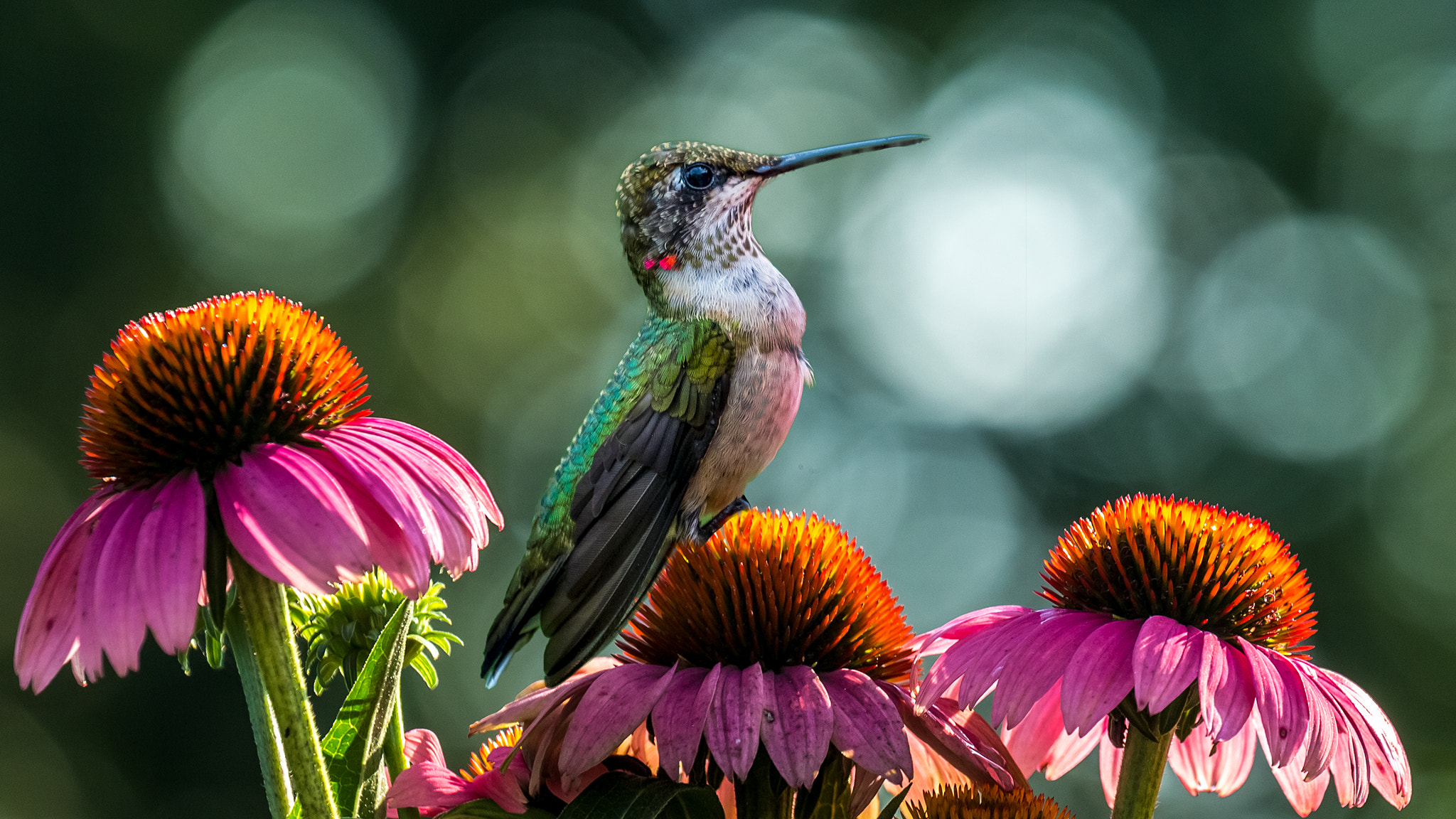 Hummingbird by Perry Hoag / 500px
