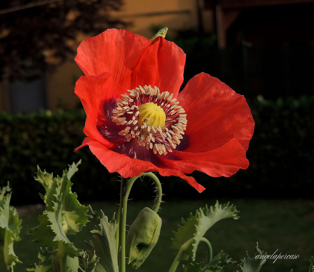 Papaver somniferum by angela percaso / 500px