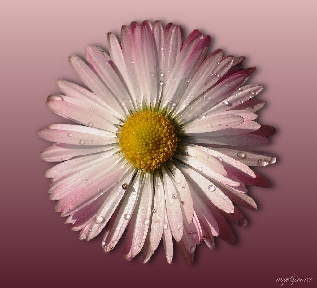 margherita by angela percaso / 500px